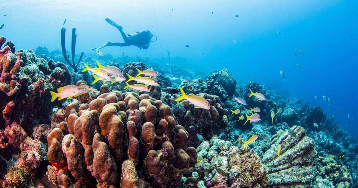 Formations PADI : du Divemaster au Course Director